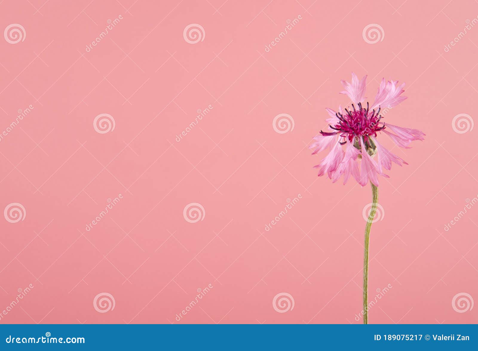 Pink Flower of Centaurea on Pink Background Stock Image - Image of ...