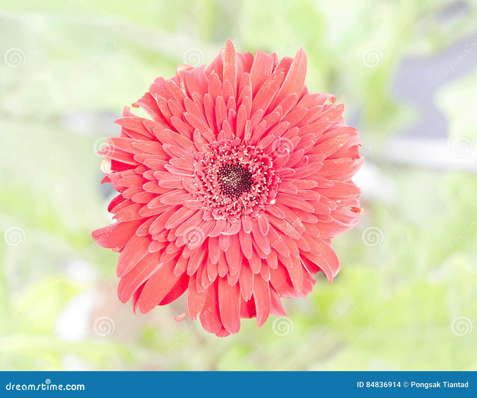 Pink flower center closeup stock photo. Image of color - 84836914