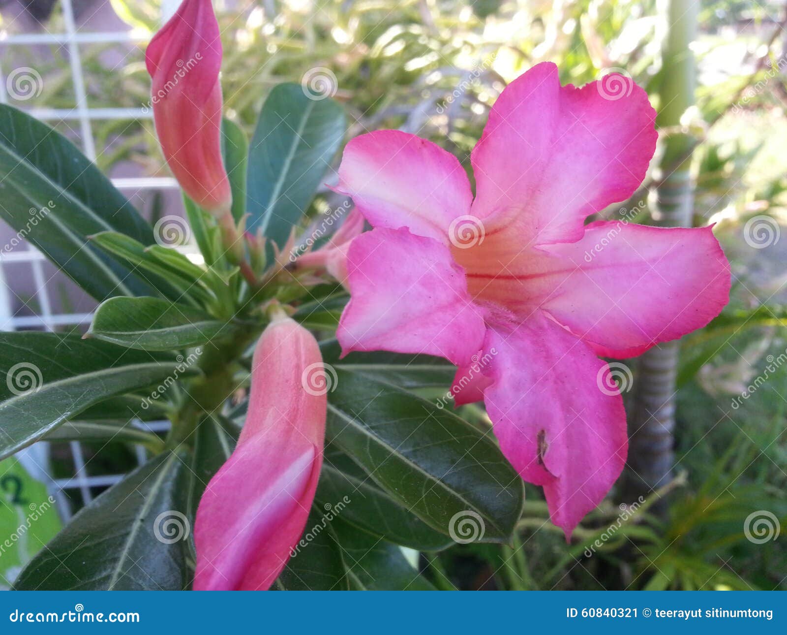 Pink flower chaba stock image. Image of name, pink, chaba - 60840321