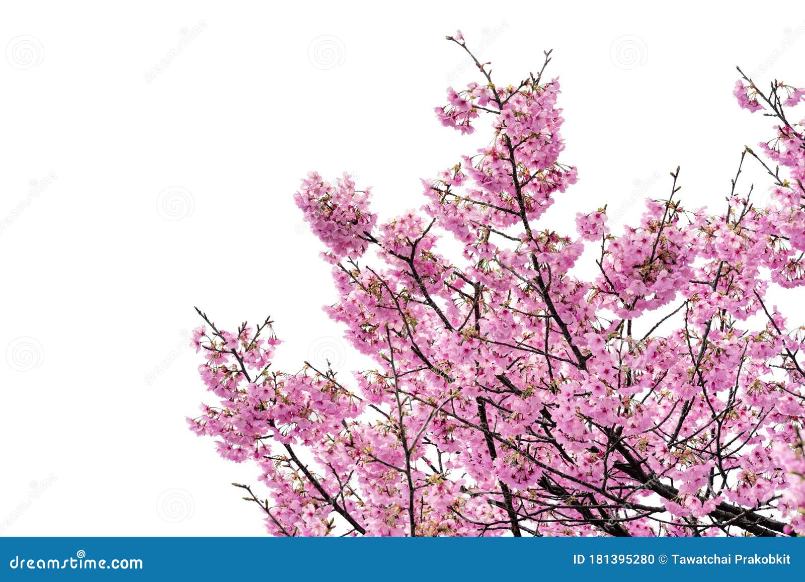 Pink Flower, Cherry Blossoms Tree Isolated on White Background Stock ...