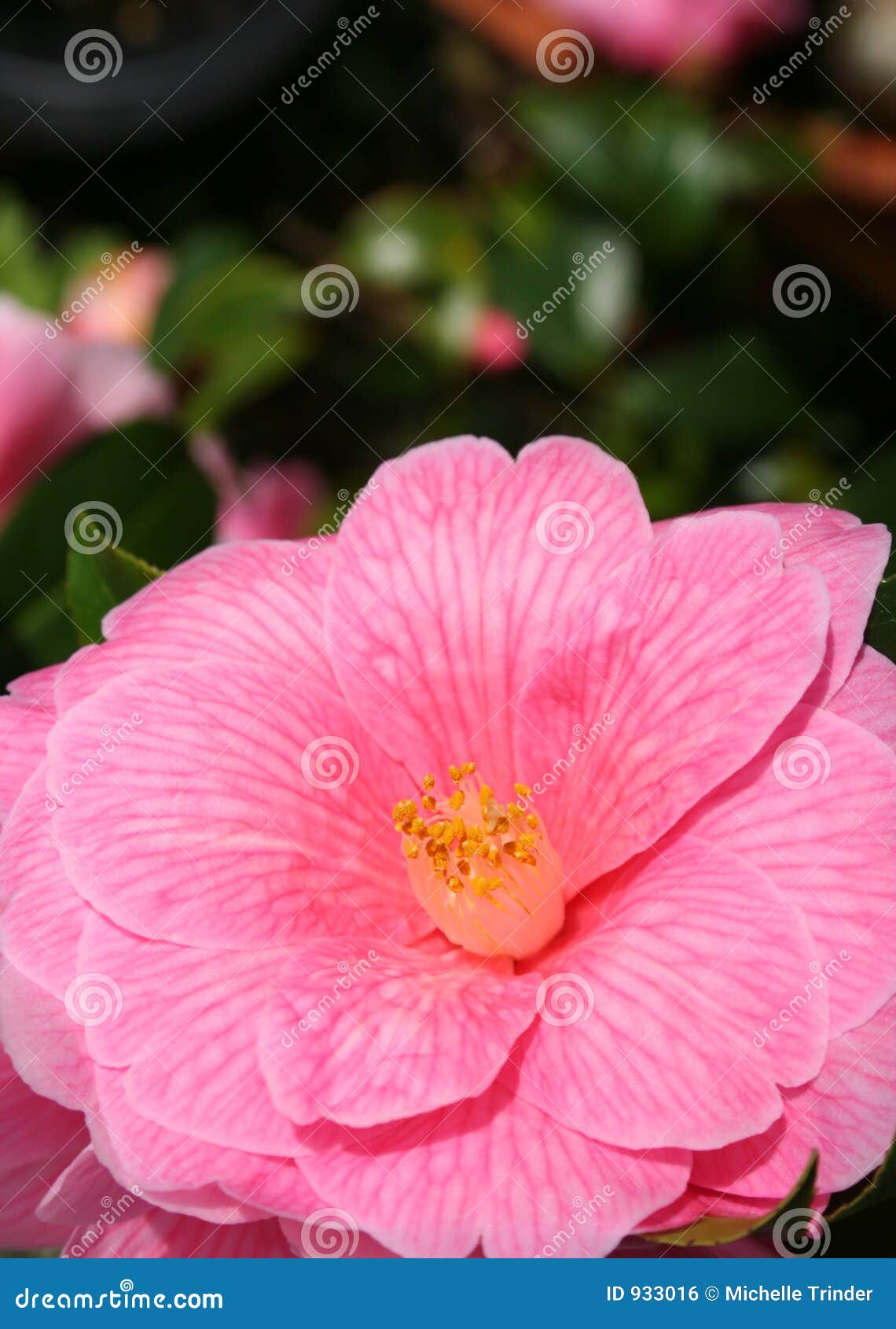 Pink flower close up. stock photo. Image of leaves, flower - 933016