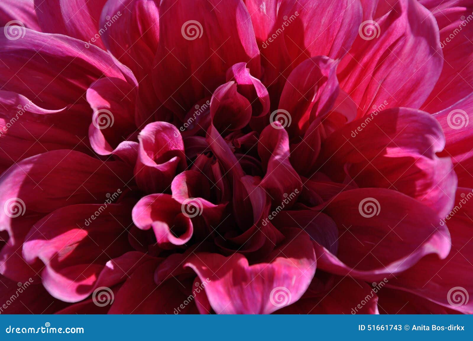 Pink flower close up stock image. Image of sunshine, flower - 51661743