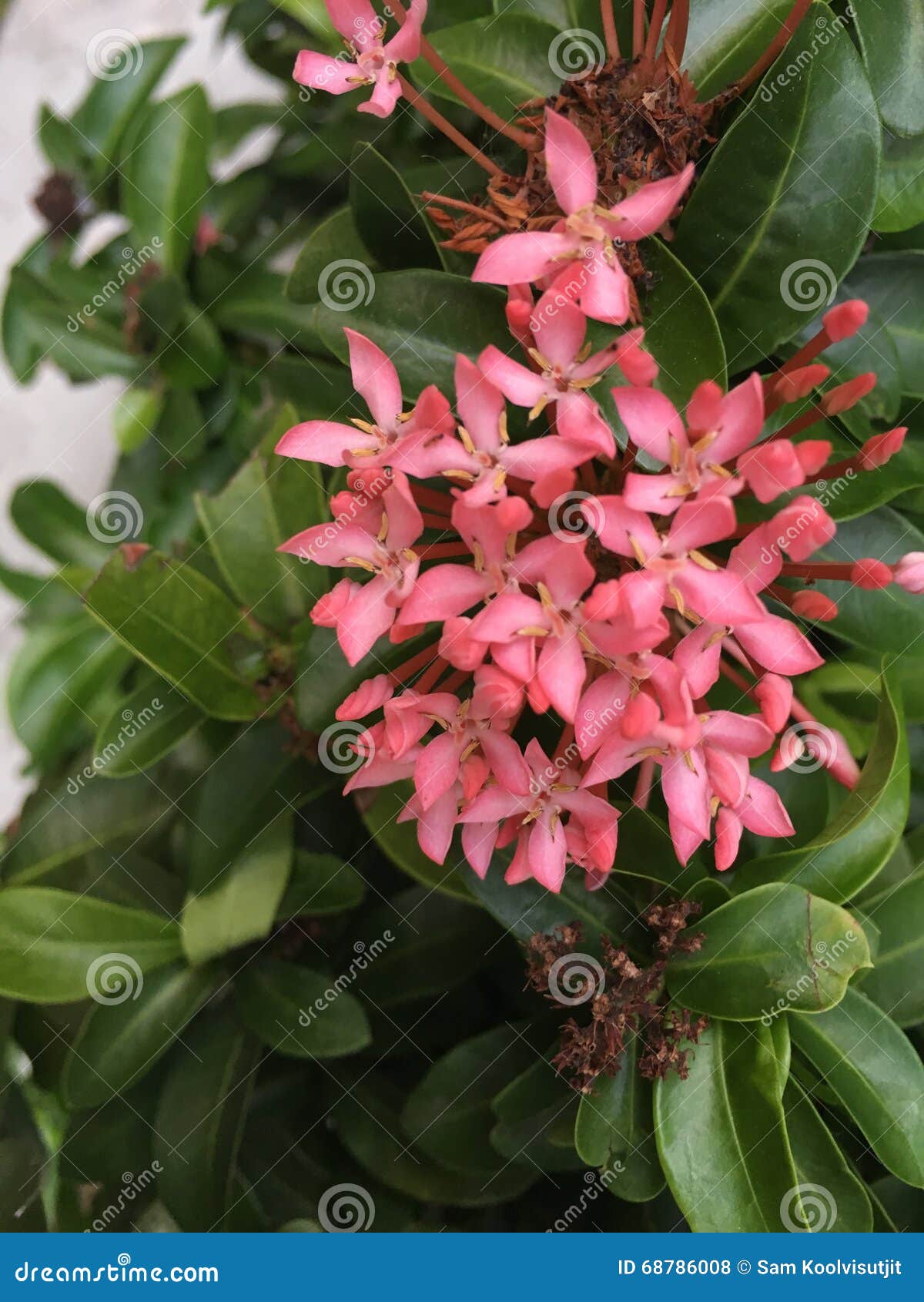 Pink flower stock photo. Image of multiple, pink, flower - 68786008