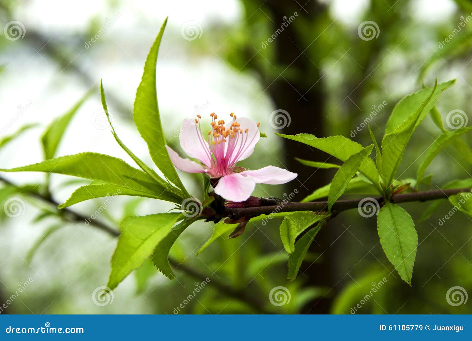 Pink Flower stock image. Image of beautiful, close, peachblossom - 61105779