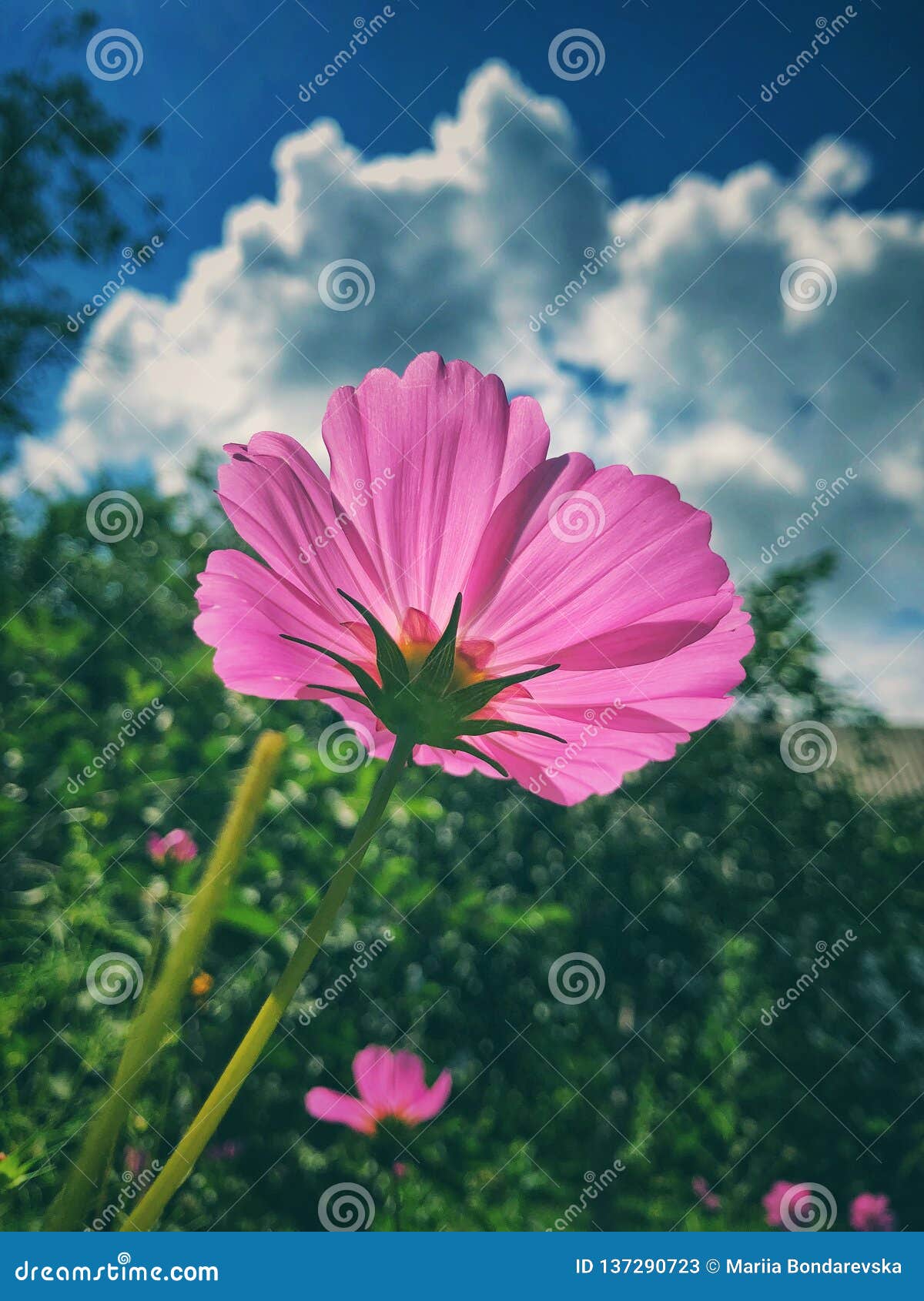 Under a pink flower stock image. Image of flower, pink - 137290723