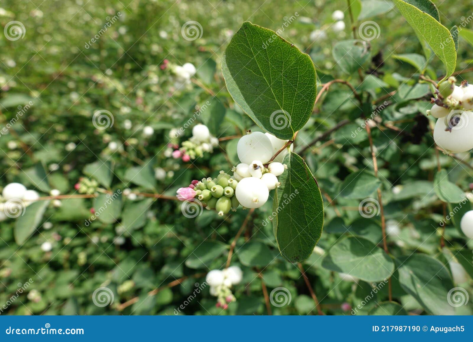 Pink Flower of Common Snowberry Stock Photo - Image of bloom, corolla ...