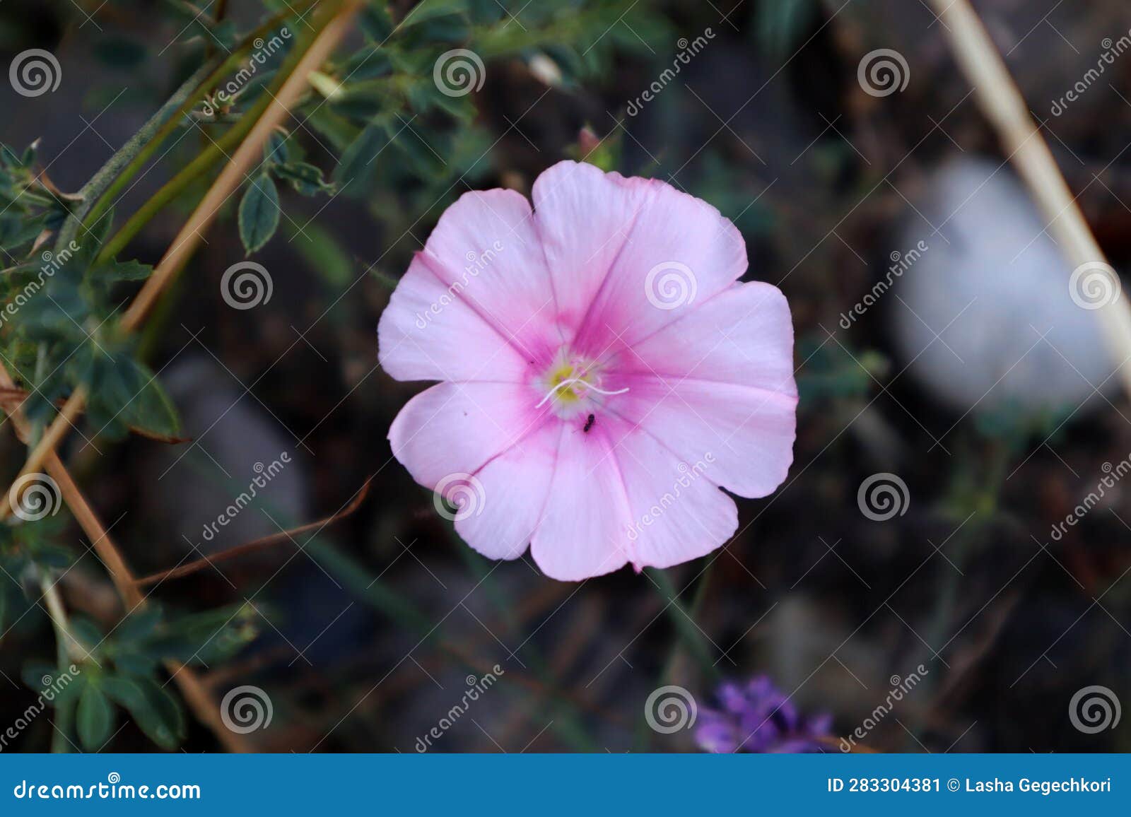 Pink Flower of Convolvulus Althaeoides (Morning Glory) Stock Image ...