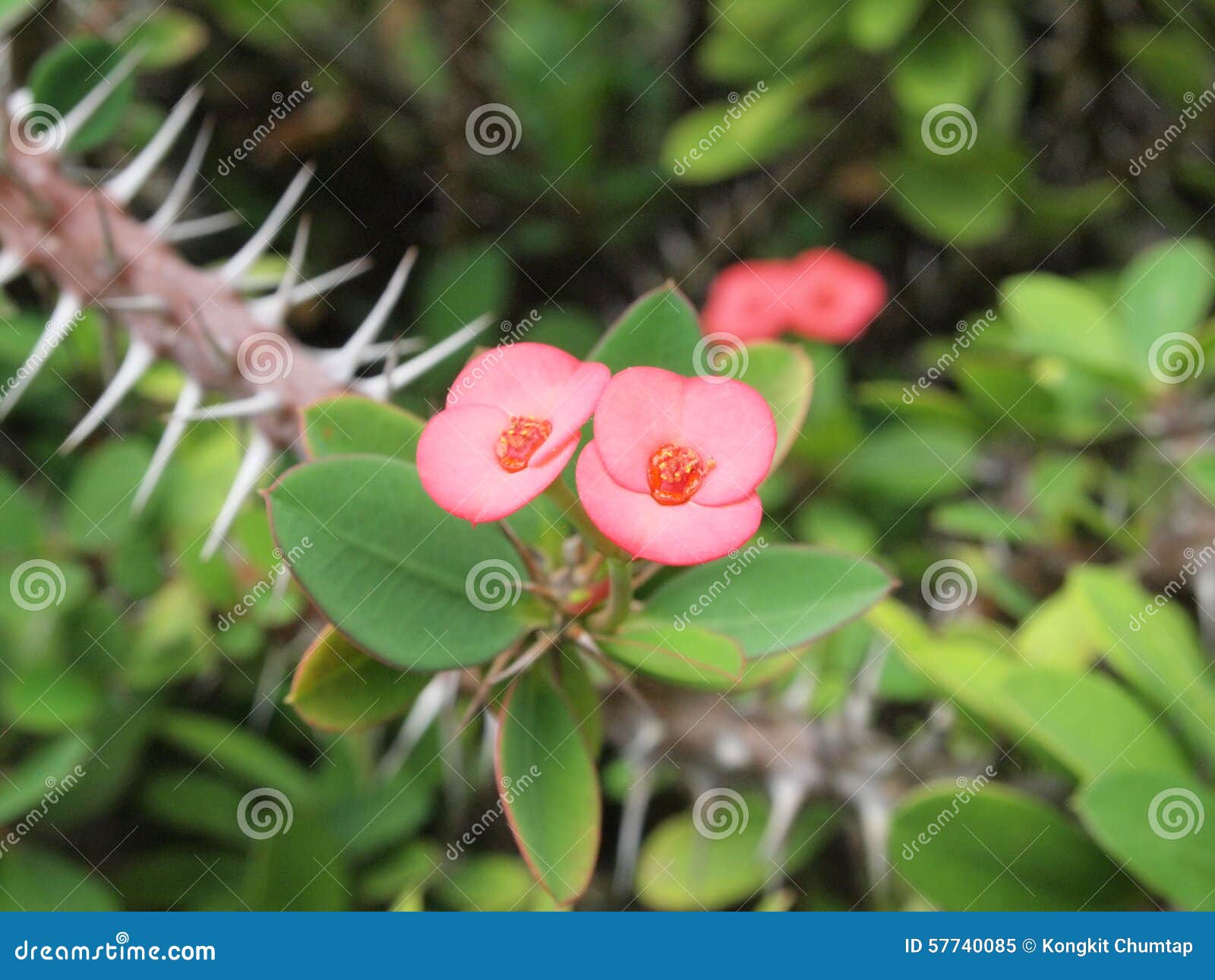 Pink Flower - Crown of Thorns, Christ Thorn Stock Image - Image of ...