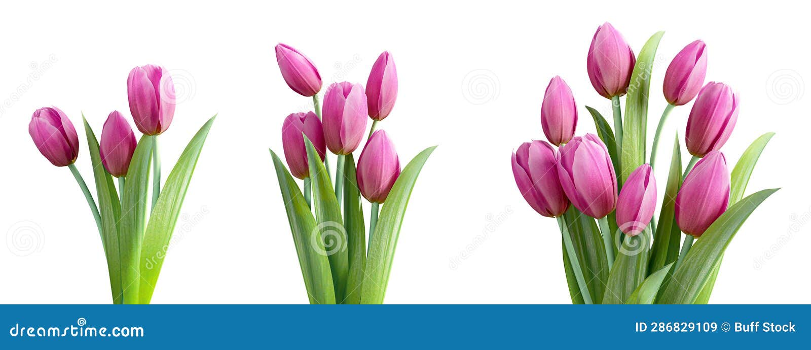 Pink Flower Cut Out. Pink Tulips Isolated Isolated. Stock Image - Image ...