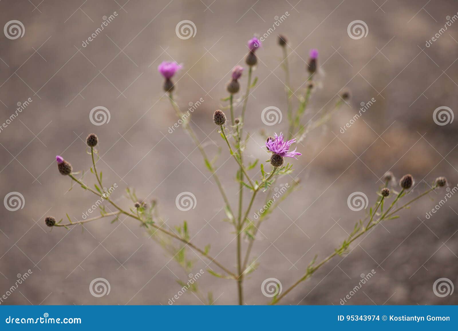 Pink flower on the dam stock photo. Image of summer, nature - 95343974