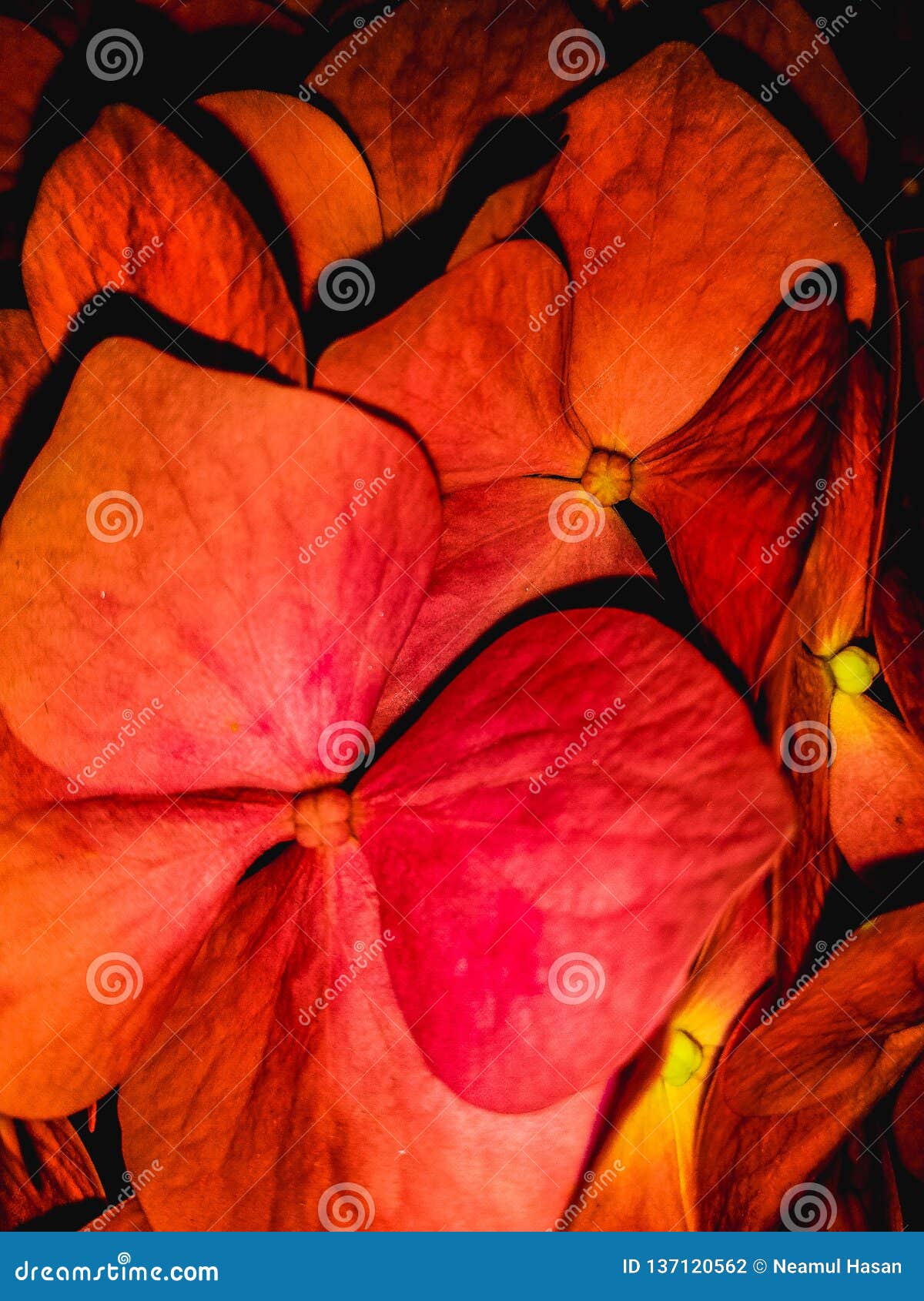 Pink flower stock photo. Image of deep, color, pink - 137120562