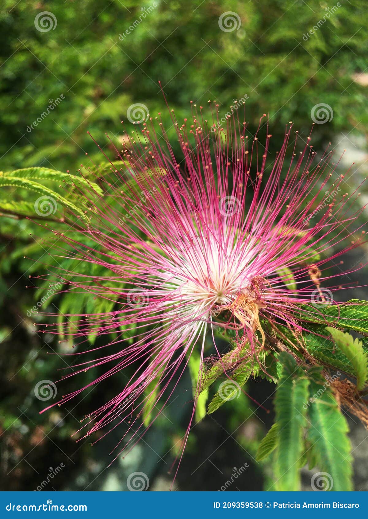Pink flower stock photo. Image of nature, brazil, pink - 209359538