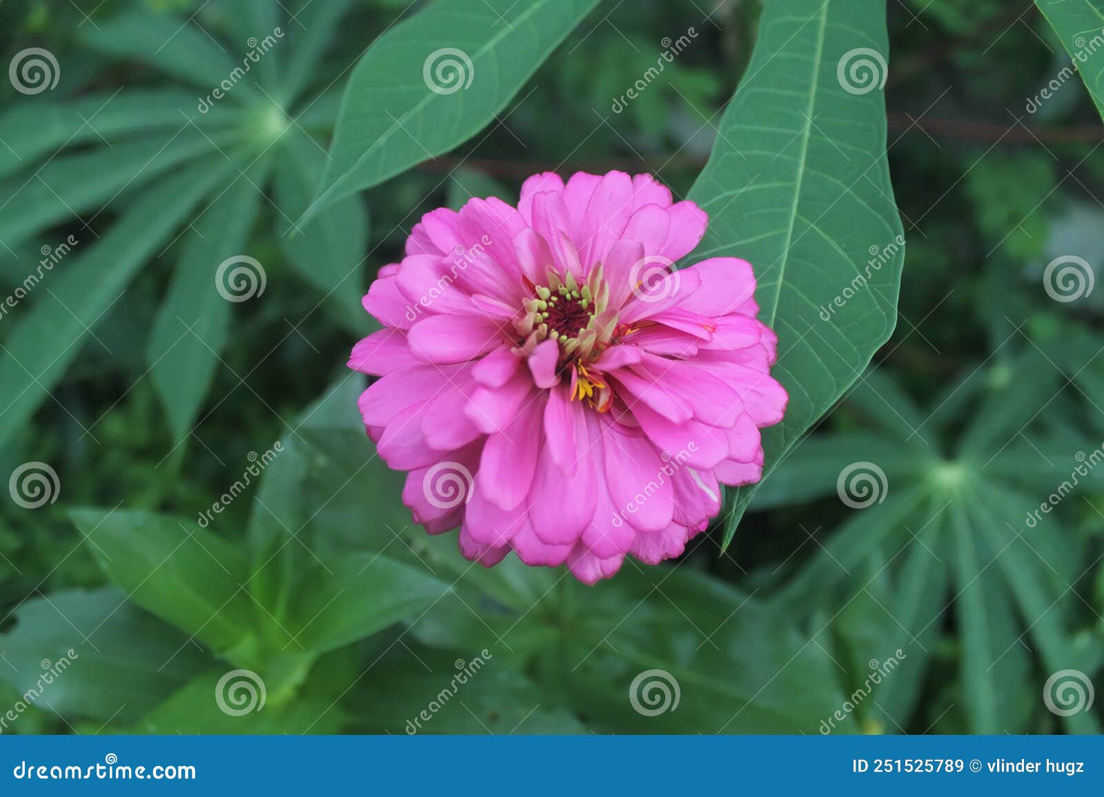 Pink Flower with Depth of Fields Technique Stock Image - Image of tulip ...
