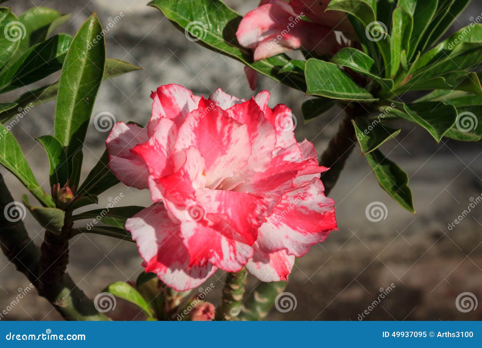 Pink Flower Desert Rose Adenium Stock Image Image Of Elegant