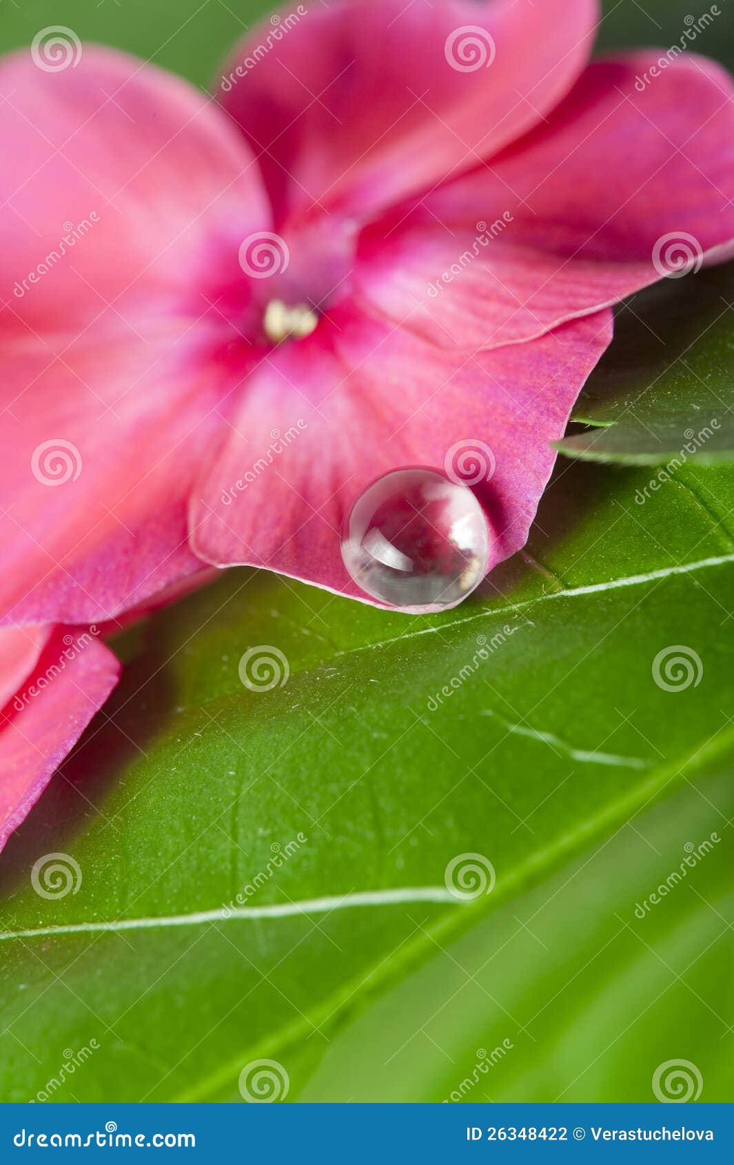 Pink flower with dew drop stock photo. Image of mirroring - 26348422