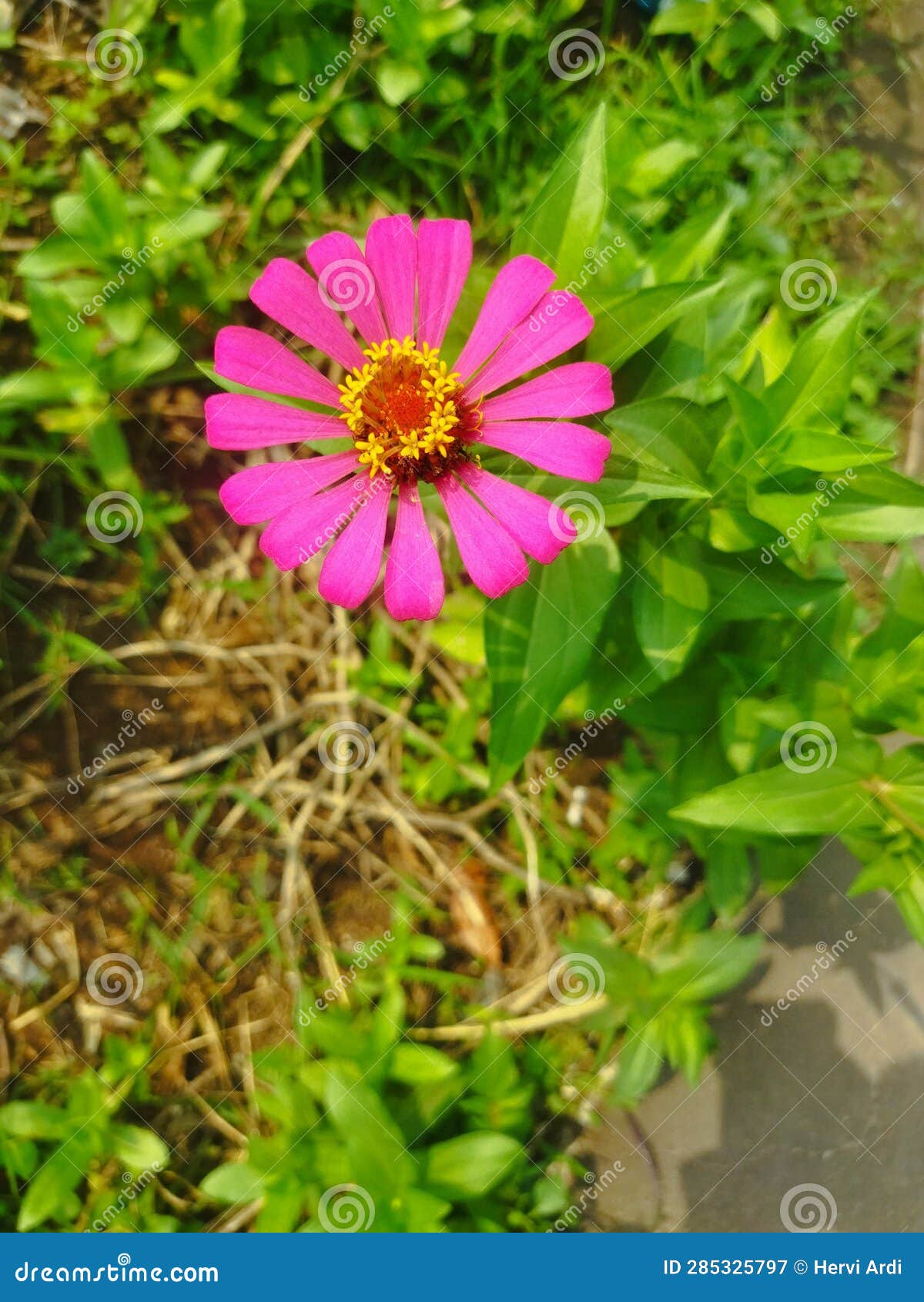 Pink flower stock image. Image of called, pink, flowers - 285325797