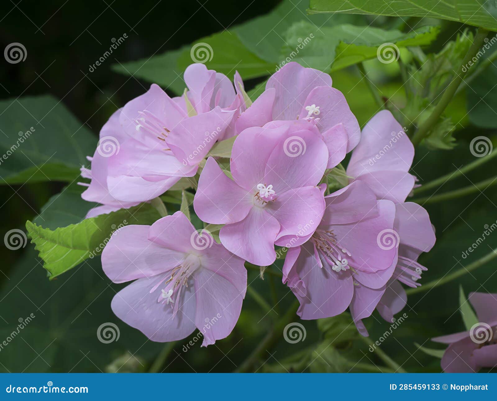 Pink Flower of Dombeya Tree Stock Image - Image of beauty, beautiful ...