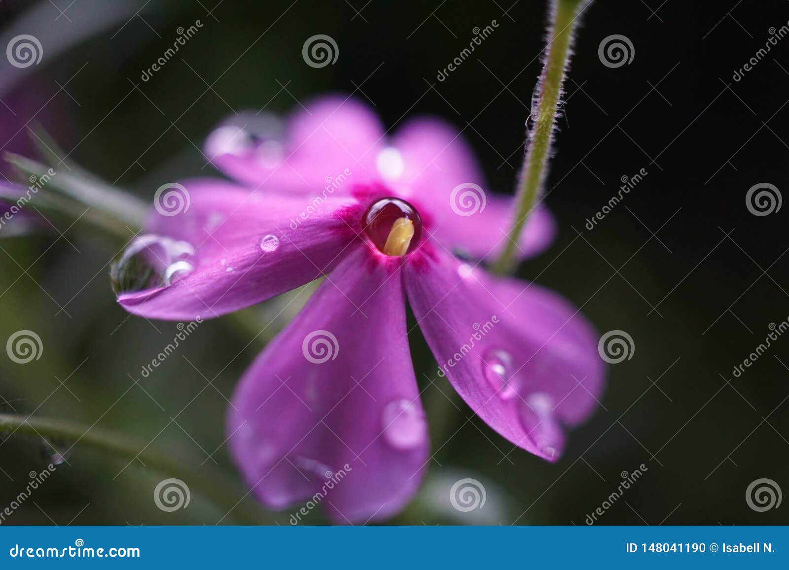 Pink Flower Drops stock photo. Image of water, macro - 148041190
