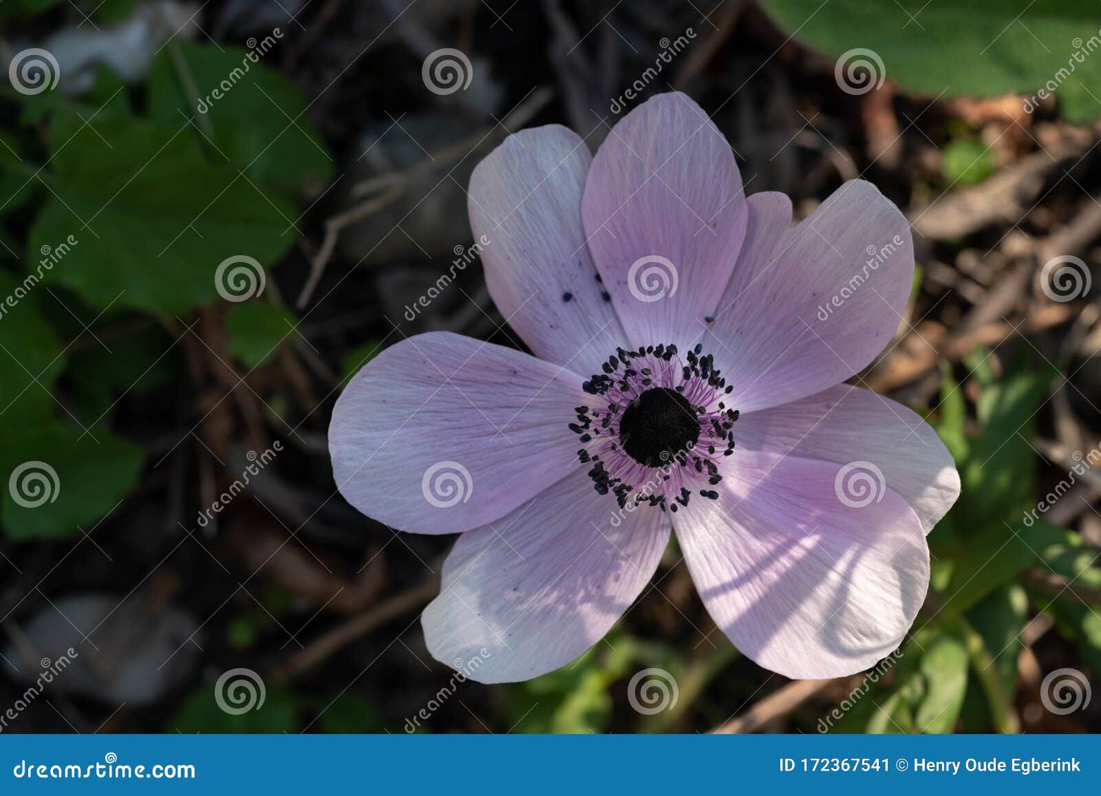 Pink Flower during Early Spring Stock Image - Image of bokeh, detail ...