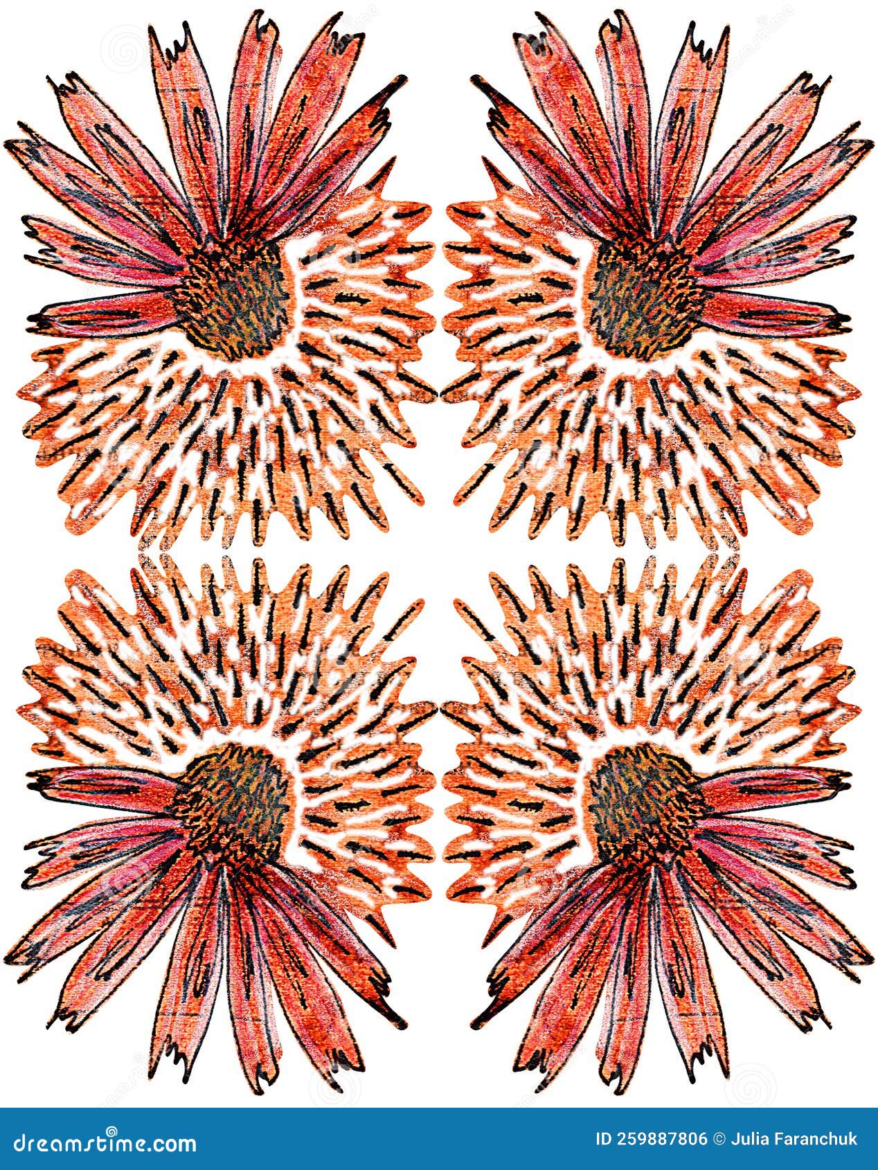 Pink Flower Echinacea Hand Botanical Illustration Stock Illustration ...