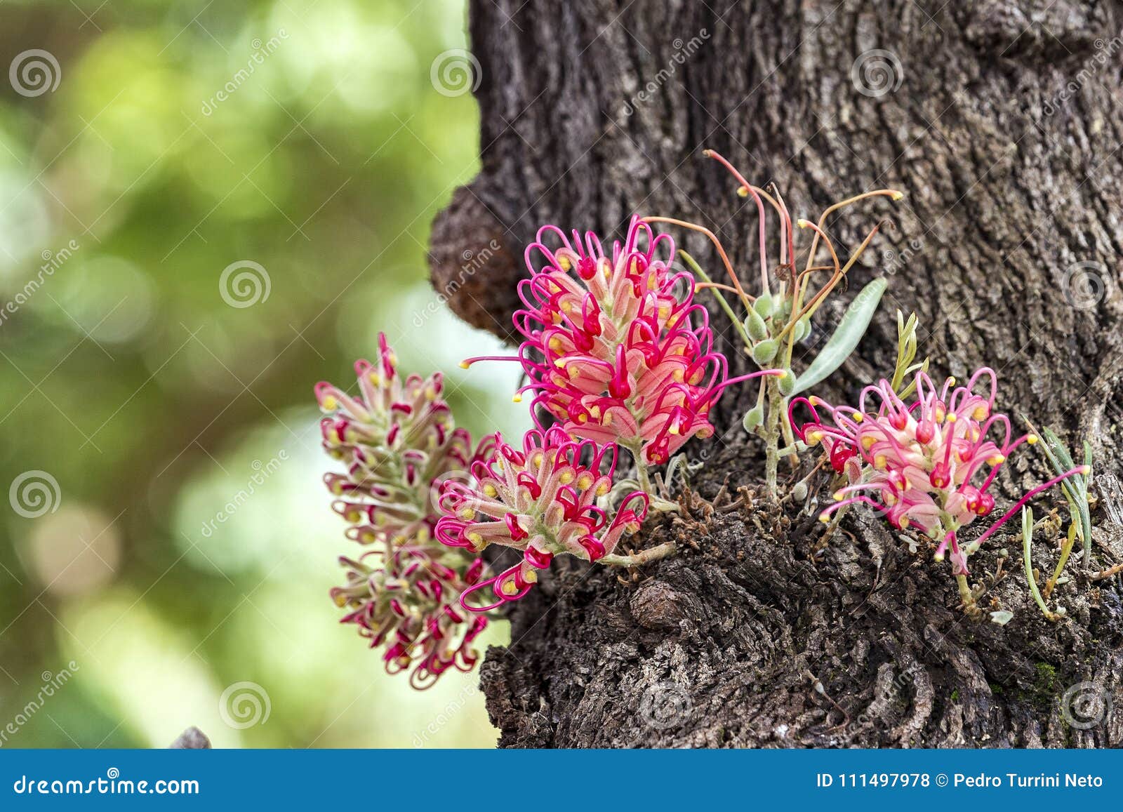 Pink Flower Exotic on Tree Trunk Stock Photo - Image of botanical ...