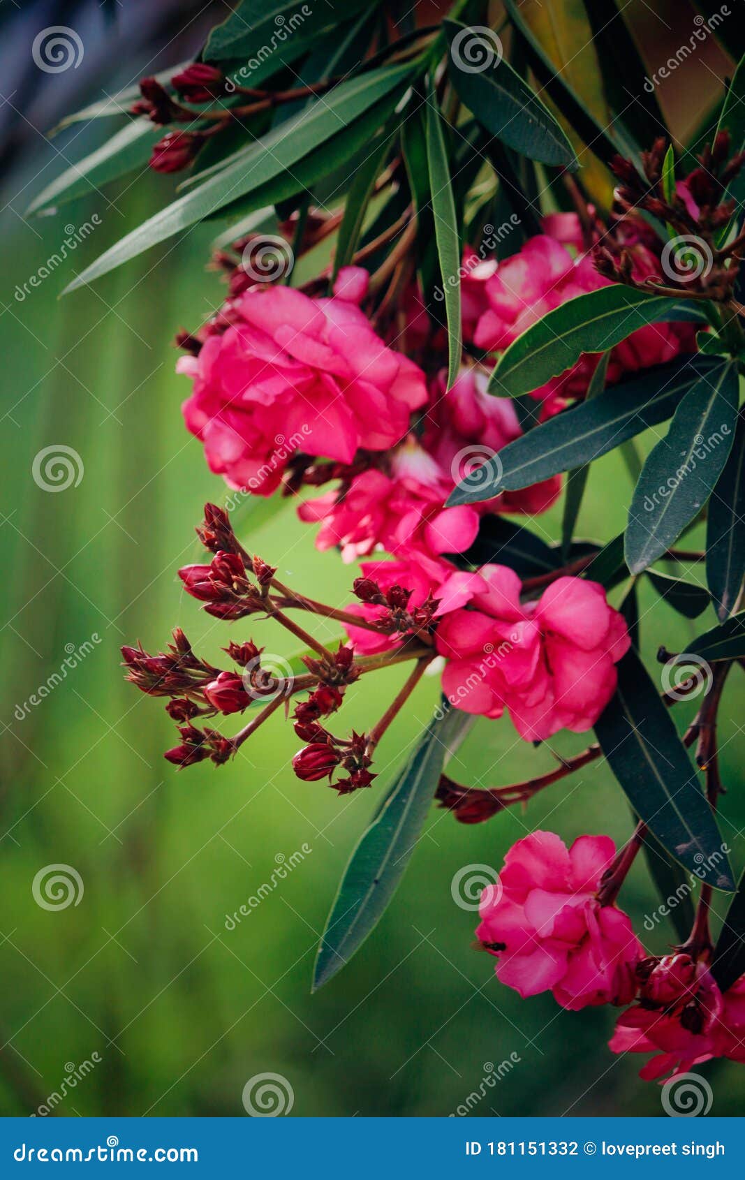 Pink Flower Eye Catching Beauty Stock Photo - Image of flower, pink ...
