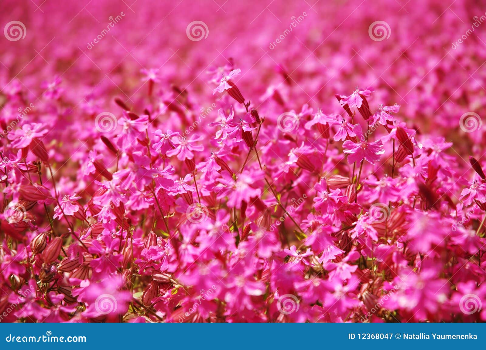 Pink flower field stock image. Image of background, close - 12368047