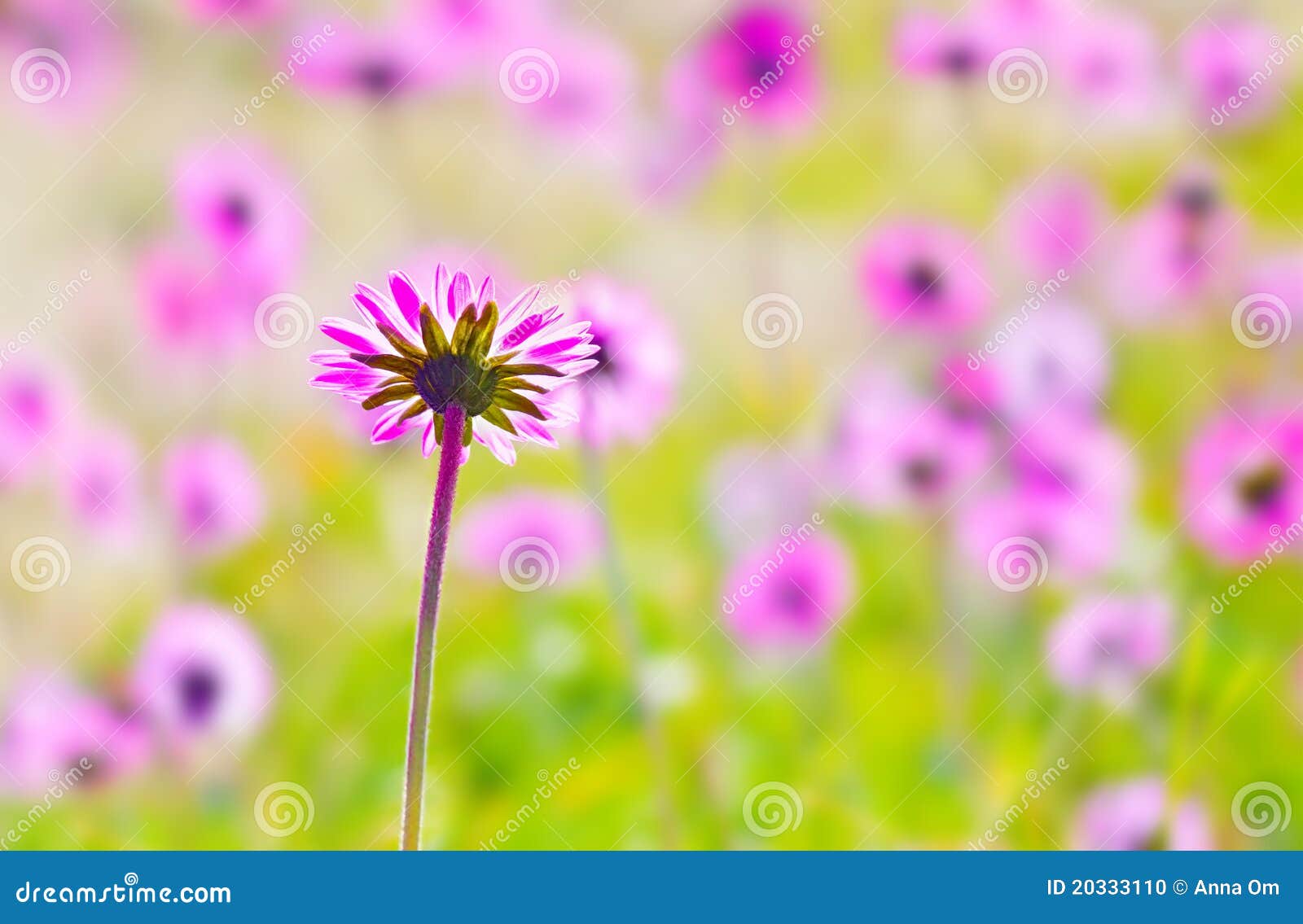 Field Of Pink Flowers Wallpaper