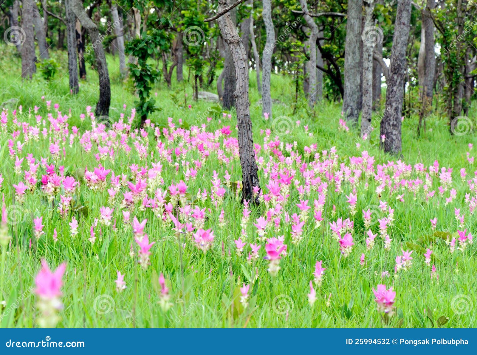 Pink flower field stock photo. Image of outdoor, forest - 25994532