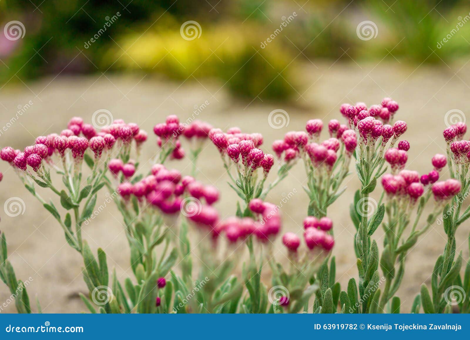 Pink Flower Field stock photo. Image of closeup, abstract - 63919782