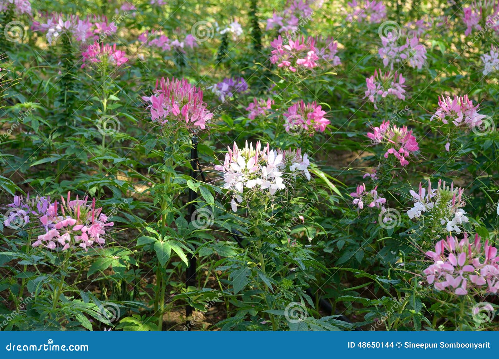 Pink flower field stock photo. Image of decorative, garden - 48650144