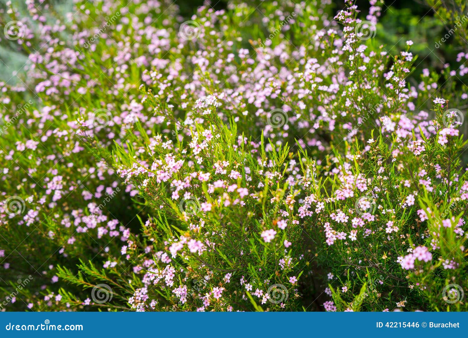 Pink flower field stock photo. Image of blooming, color - 42215446