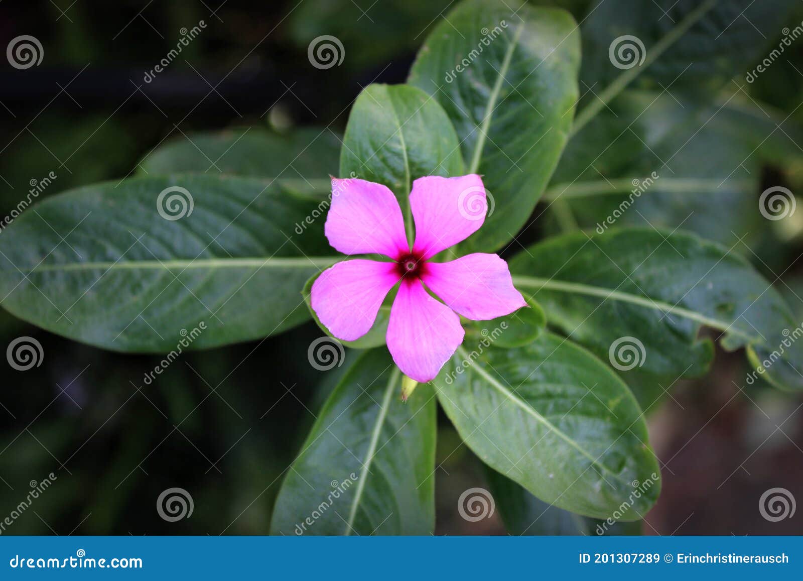 3 235 Five Petals Pink Flower Stock Photos