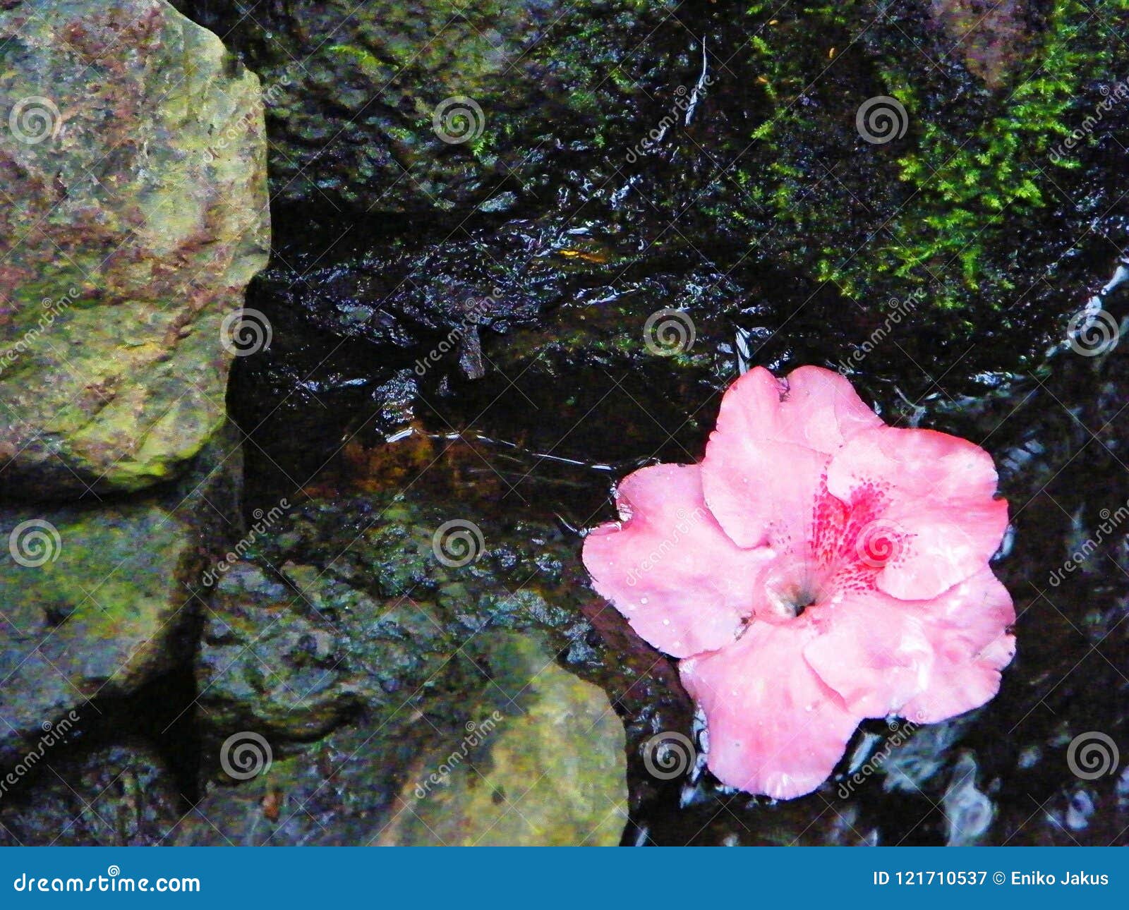 Pink Flower Floating in the Water Stock Image - Image of floating ...