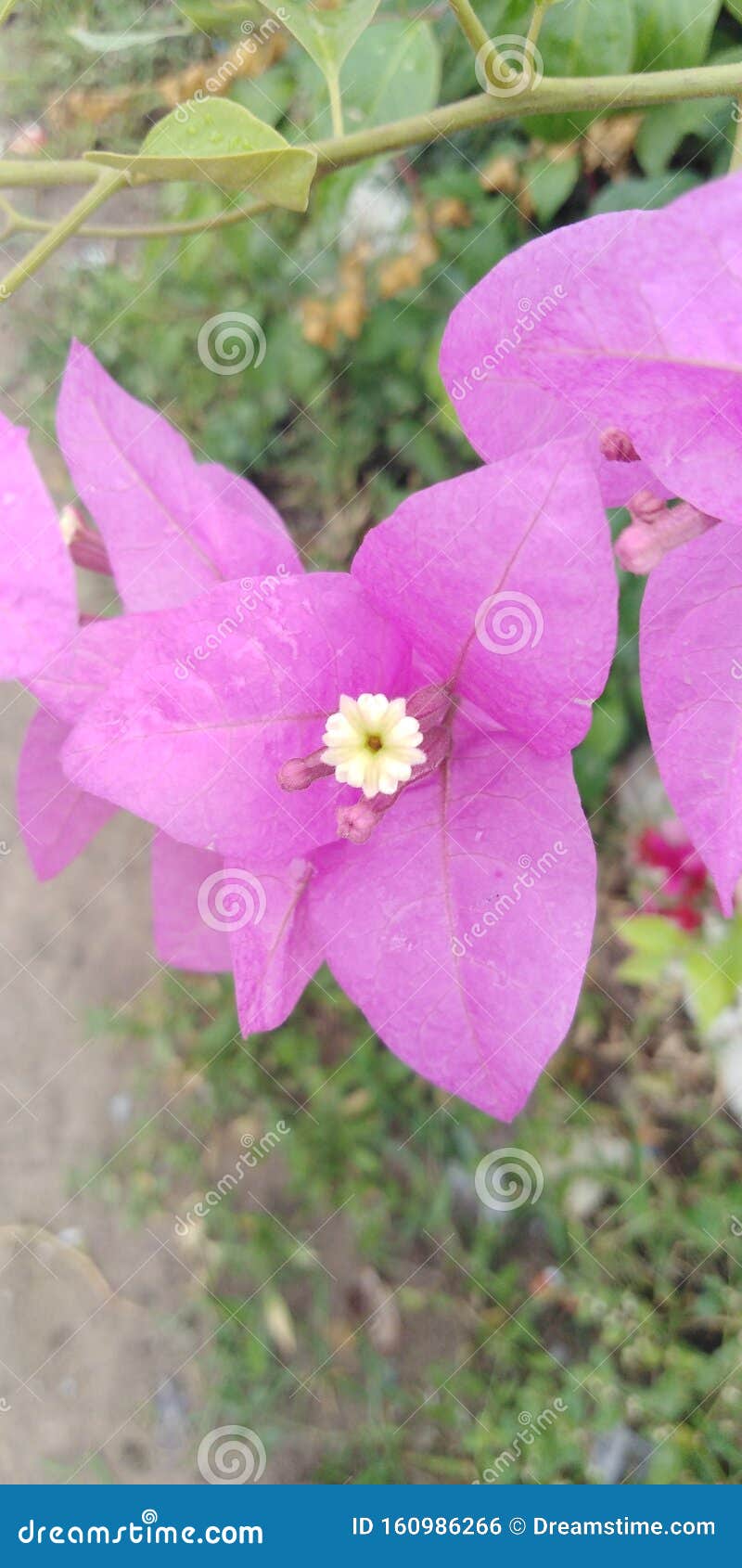 Pink Flower Focus Clarity Single Stock Photo - Image of clarity, pink ...