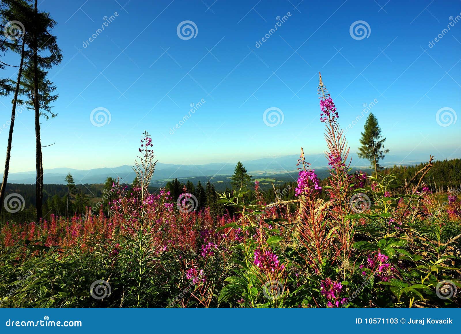 Pink flower in foreground stock image. Image of tree - 10571103