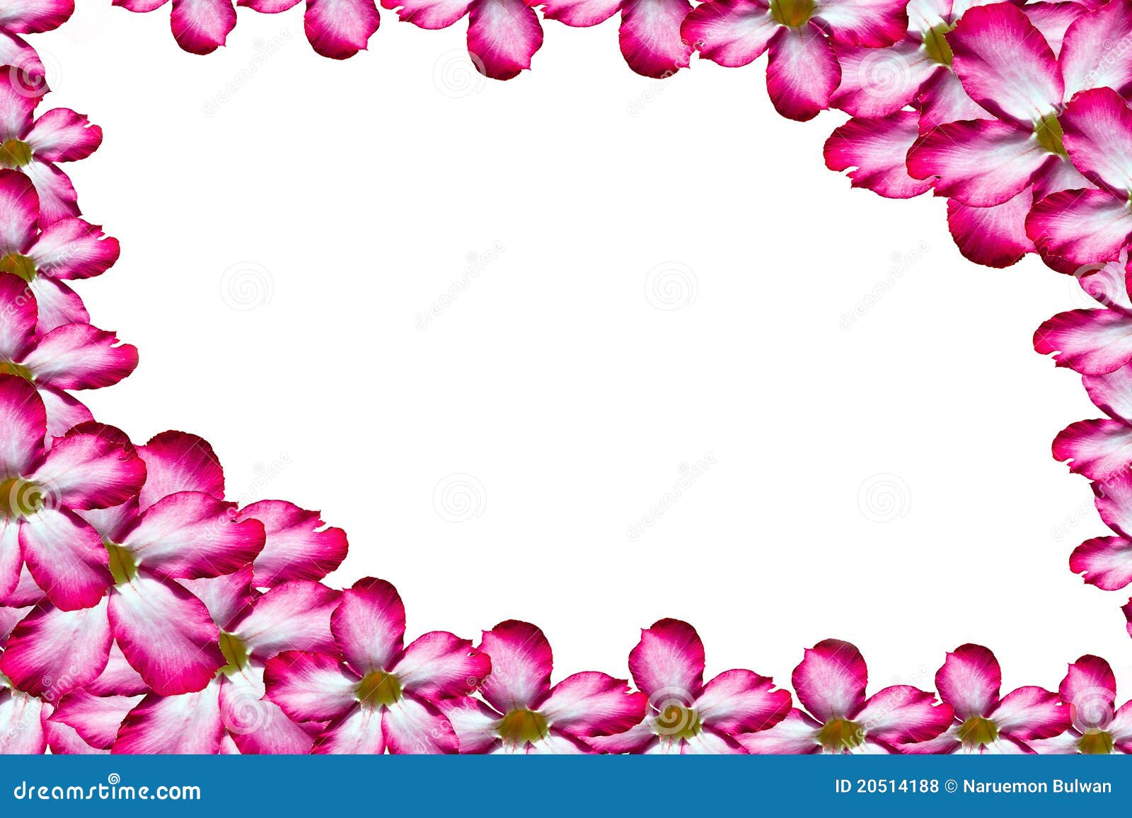Pink flower frame stock photo. Image of floral, frame - 20514188