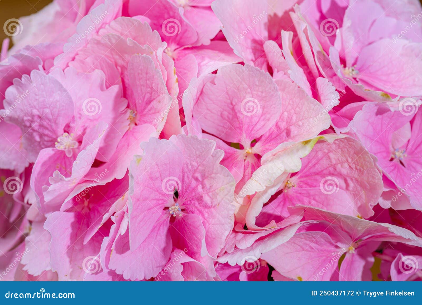 Pink Flower of French Hydrangea.. Stock Photo - Image of flower, bloom ...