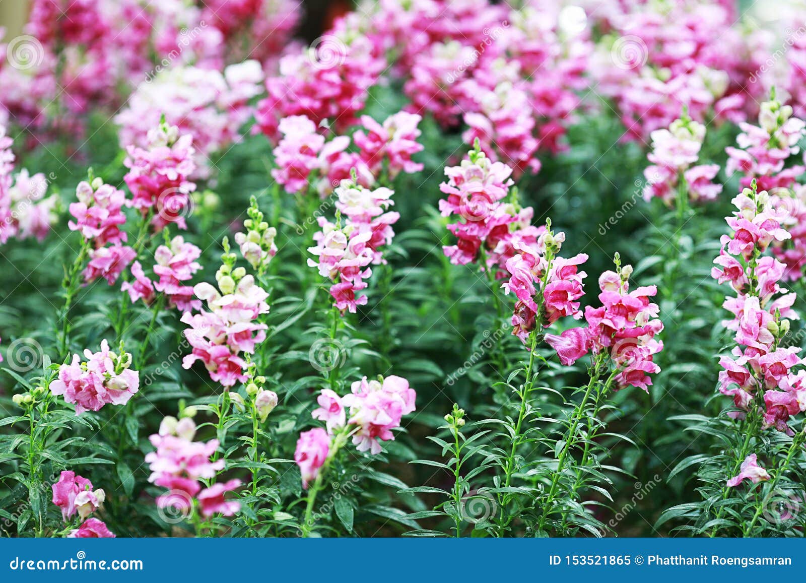 Pink flower in the garden stock image. Image of fresh - 153521865