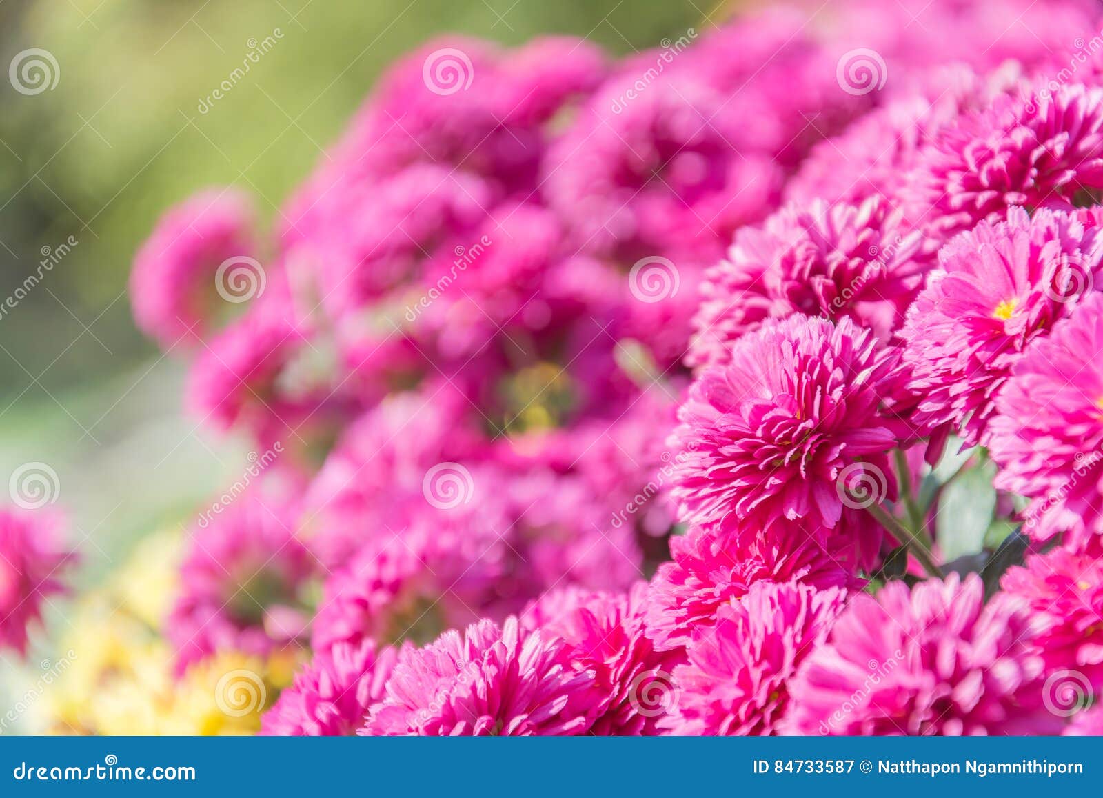 Pink flower in garden stock image. Image of vivid, closeup - 84733587
