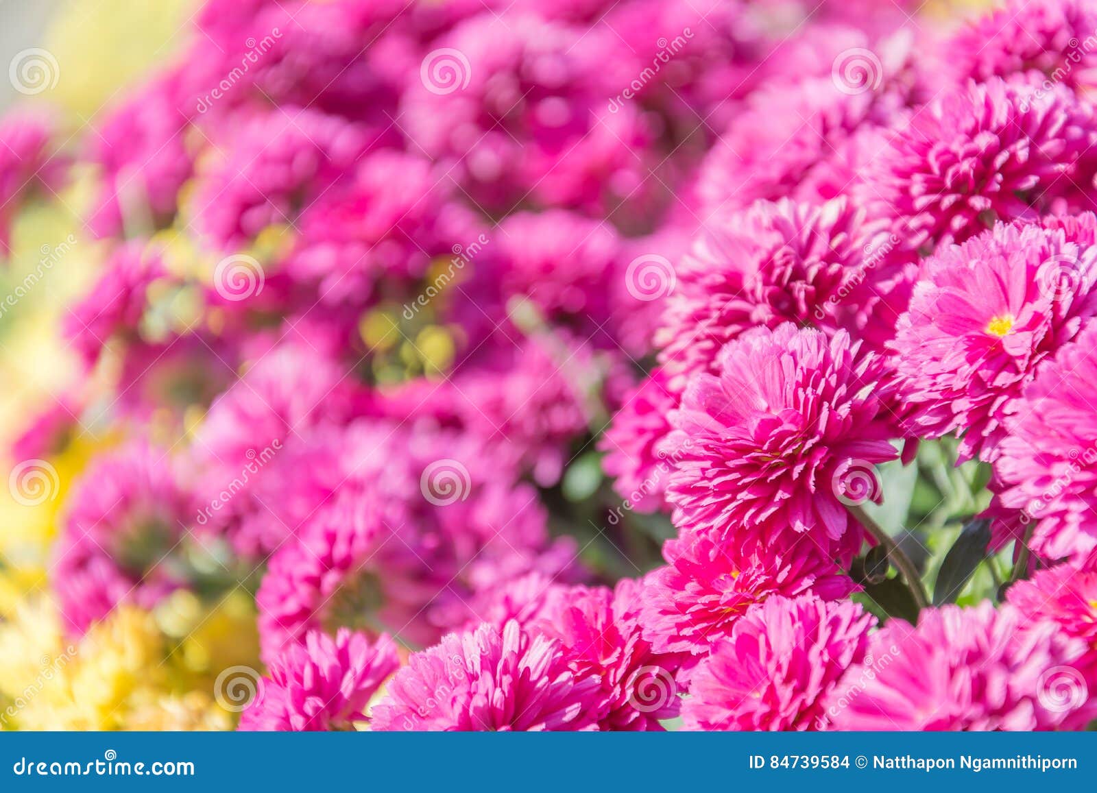 Pink flower in garden stock photo. Image of natural, nature - 84739584