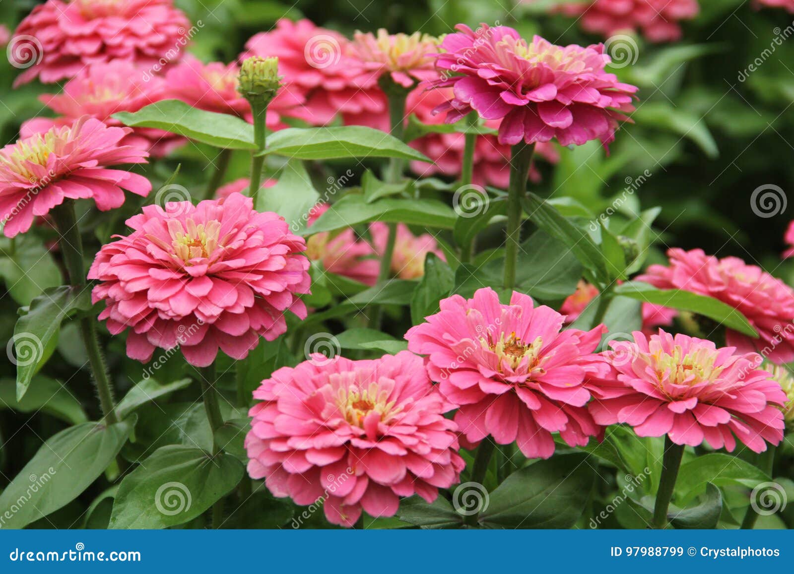 Pink Flower Garden stock image. Image of spring, summer - 97988799