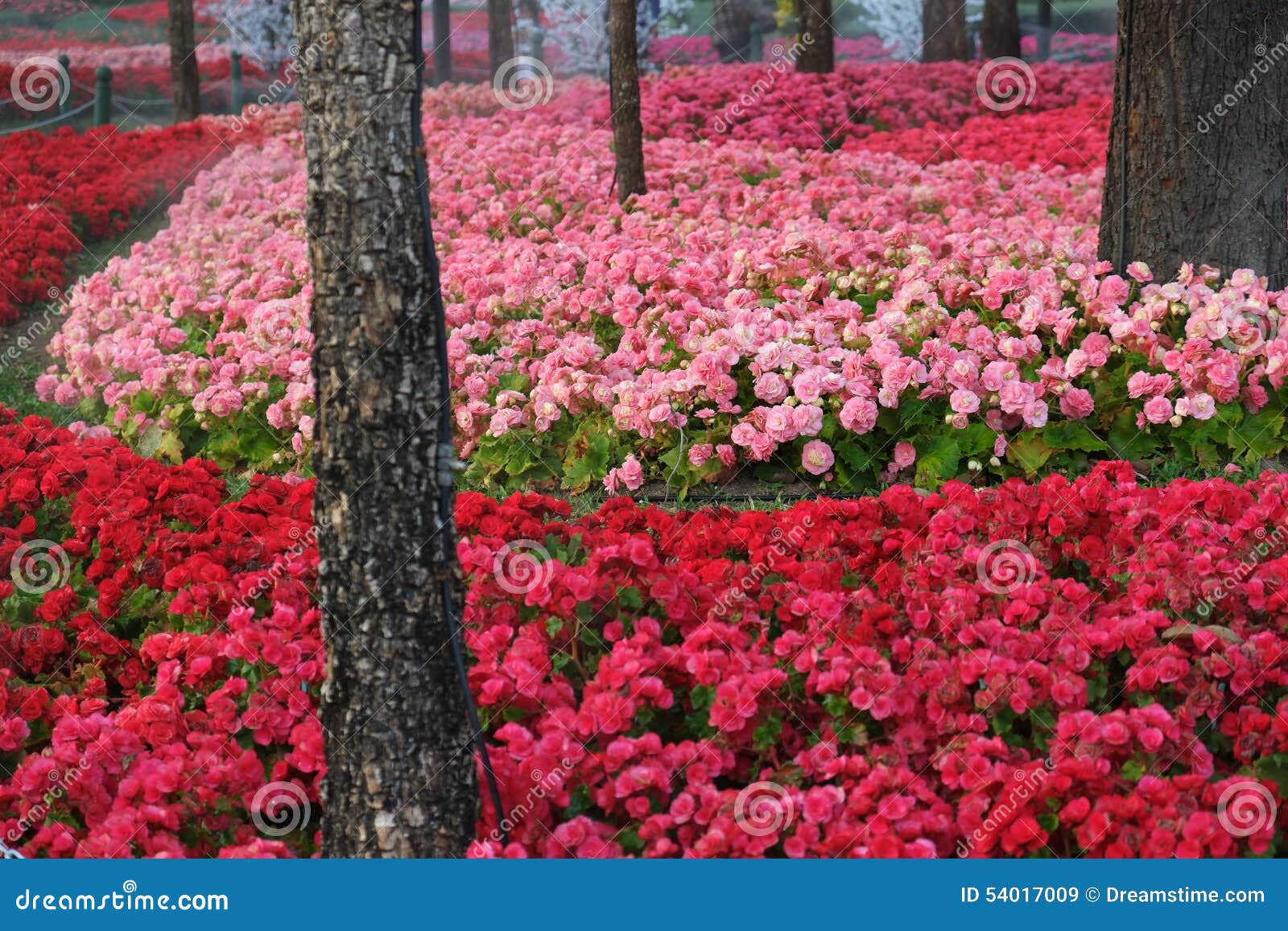 Pink flower garden stock image. Image of blooming, flowerbeds - 54017009