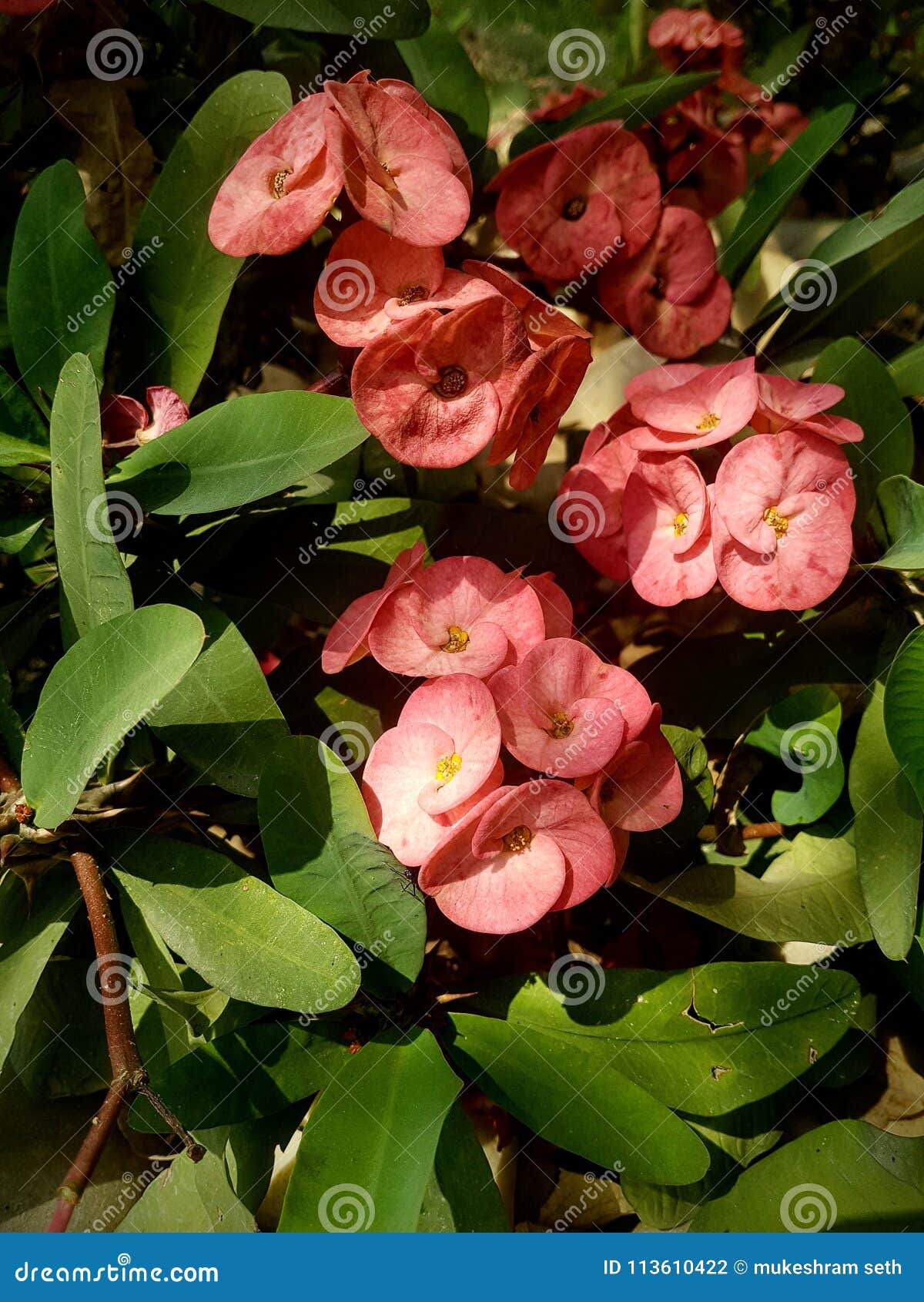 Pink flowe stock photo. Image of garden, nature, pink - 113610422