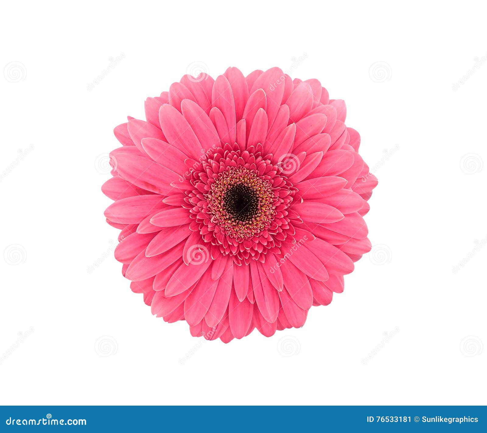 Pink Flower Gerbera Isolated On A White Background. Top View Stock ...