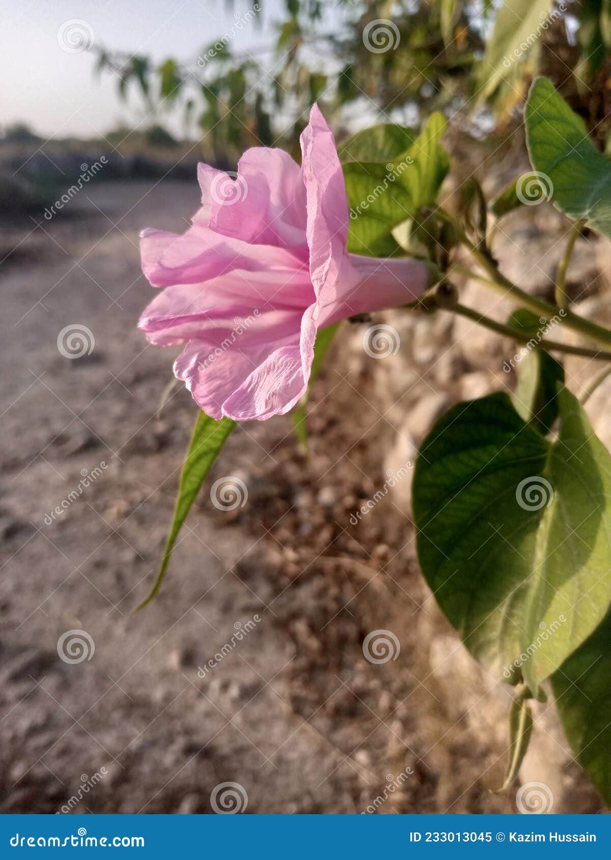 Pink Flower Getting Sun Heat Stock Image - Image of garden, pink: 233013045