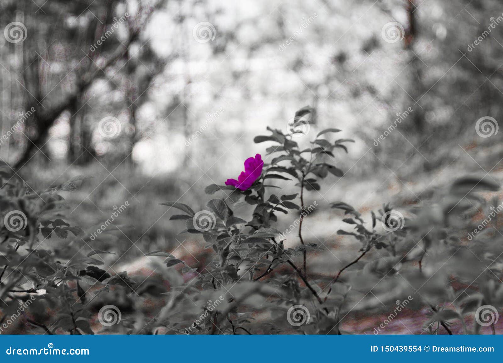 A Pink Flower on Grayscale Blurred Background Stock Photo - Image of ...