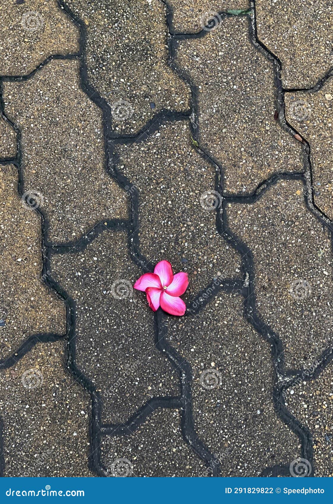 A Pink Flower on the Ground Stock Photo - Image of nature, leaf: 291829822