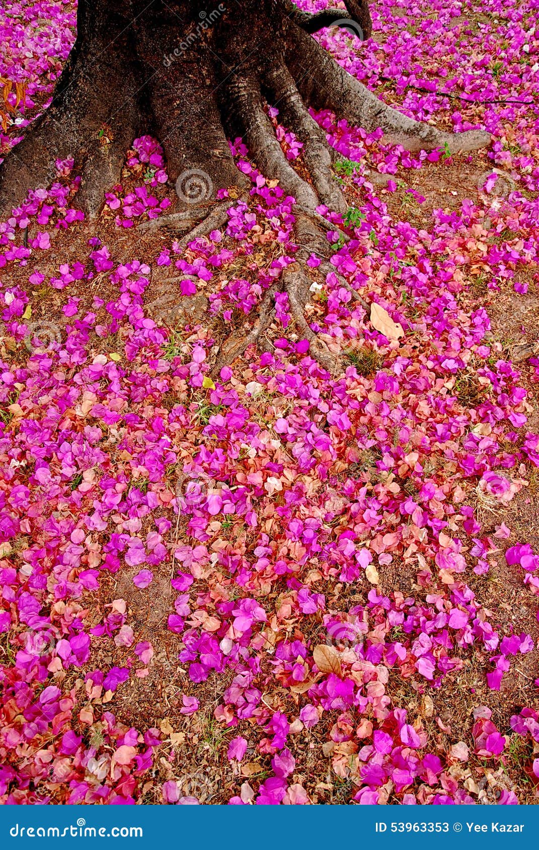 Pink flower on ground stock image. Image of green, landmarks - 53963353