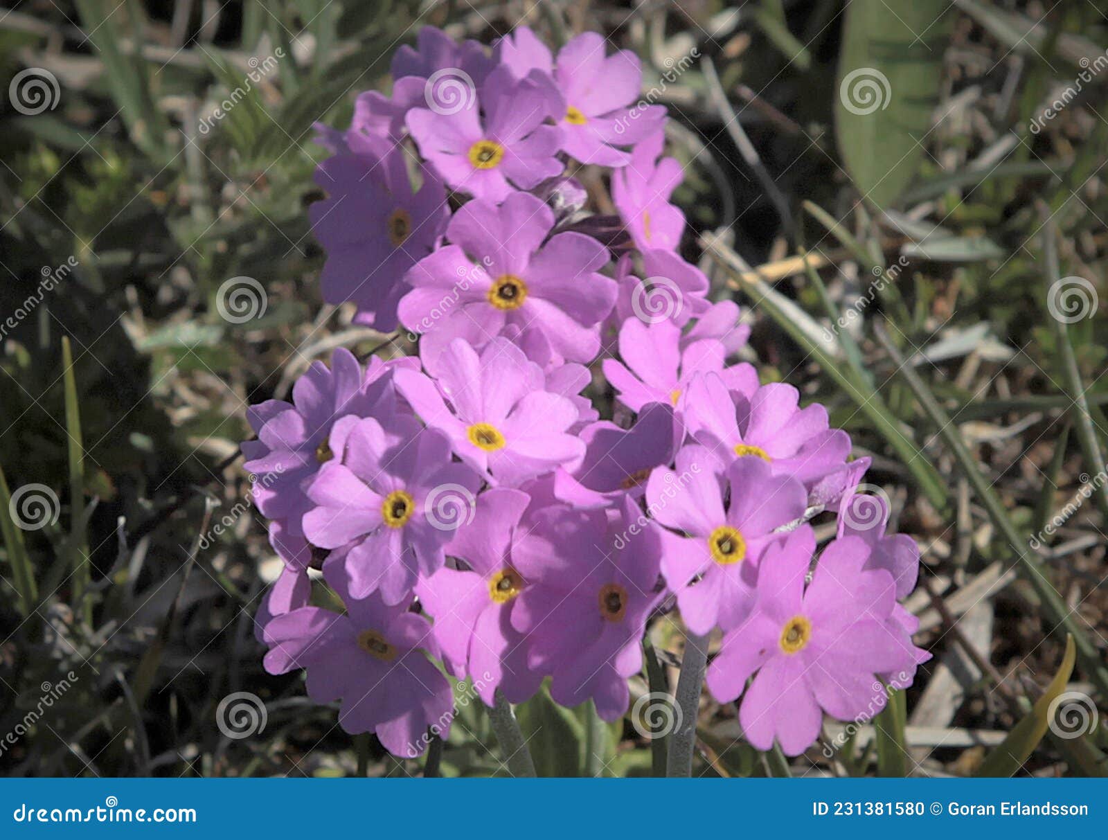 Pink flower group stock photo. Image of close, small - 231381580